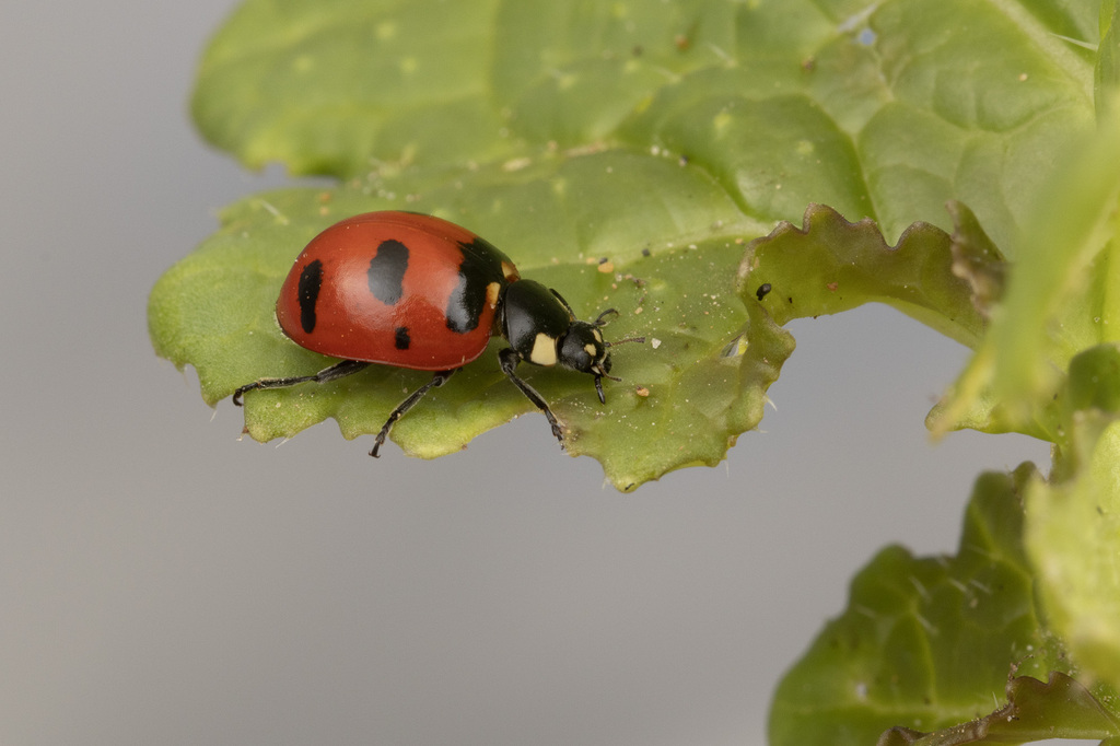 Transverse Lady Beetle from Mud Lake Rd, Happy Valley-Goose Bay, NL A0P ...