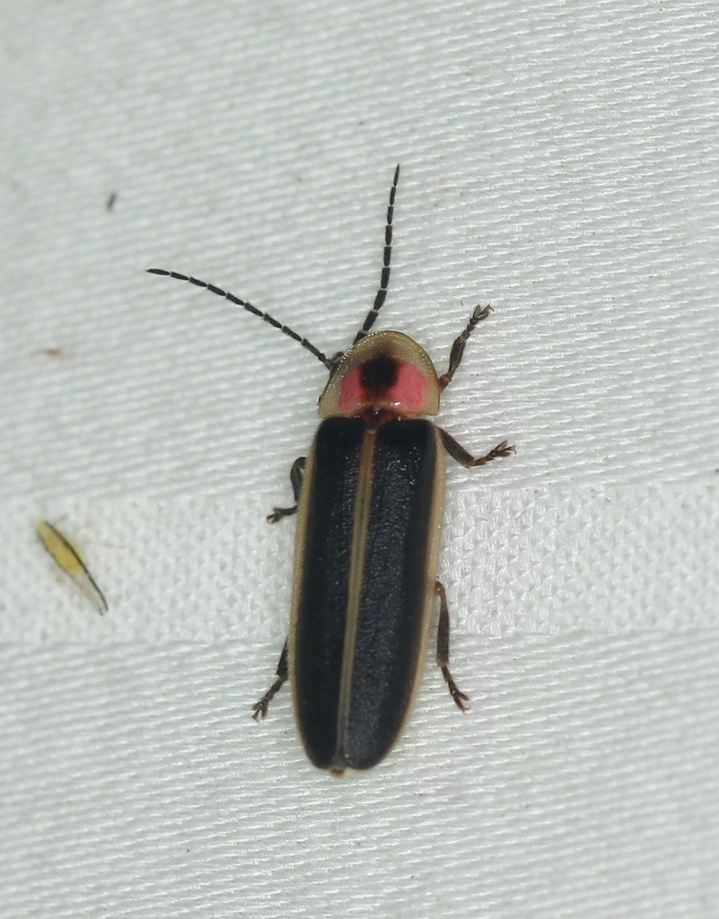 Common Eastern Firefly from Browns Mills, Pemberton Township, NJ 08015 ...