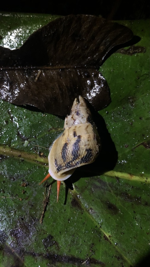Drymaeus from Departamento de San Martín, PE on June 12, 2023 at 09:22 ...