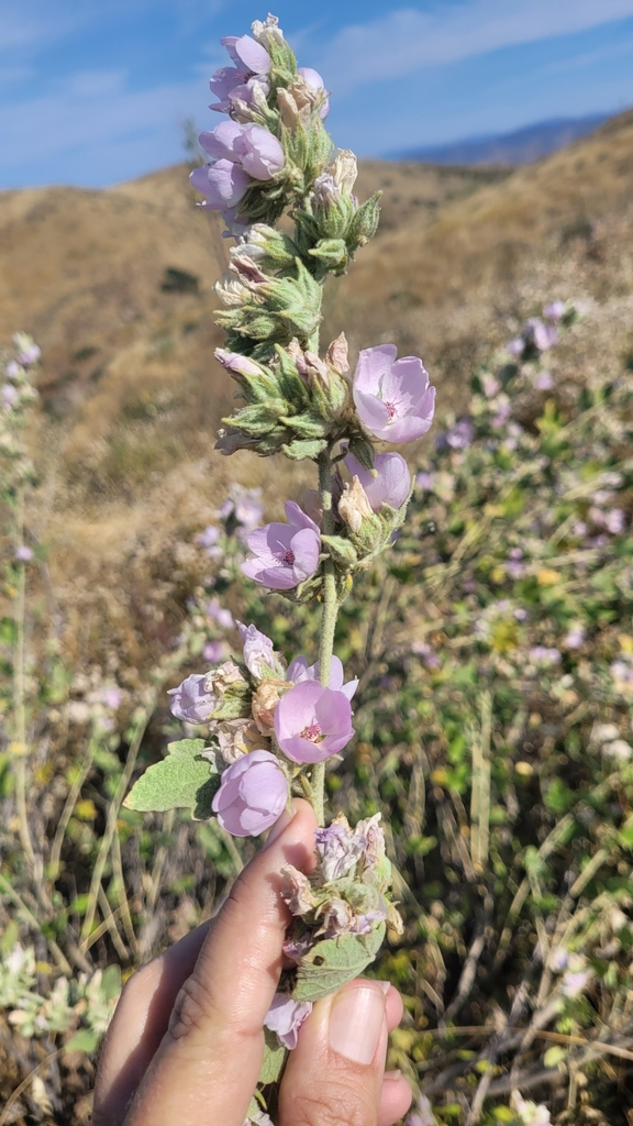 horehound bush-mallow from Santa Clarita, CA 91351, USA on July 16 ...