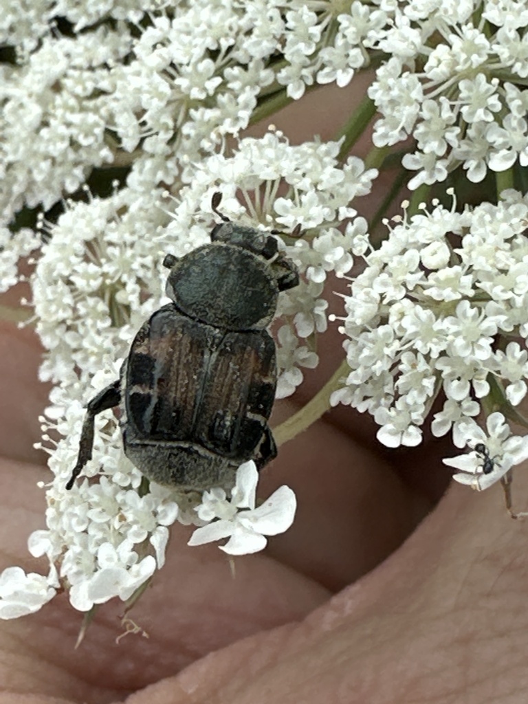 Bee-like Flower Scarabs from Kiptopeke State Park, Cape Charles, VA, US ...