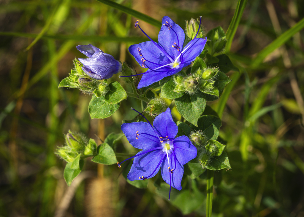 blue waterleaf from Shadow Creek Ranch, Pearland, TX, USA on July 15 ...