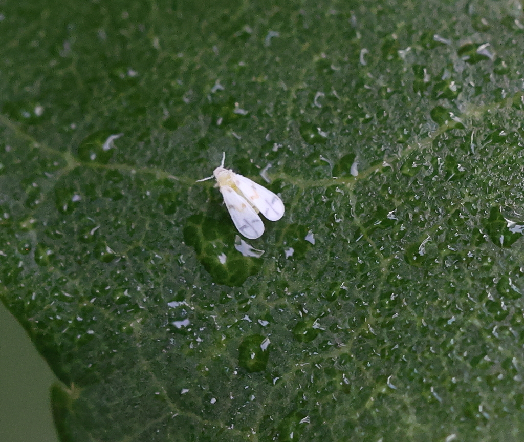 Whiteflies from Montgomery, Ohio, United States on July 16, 2023 at 08: ...