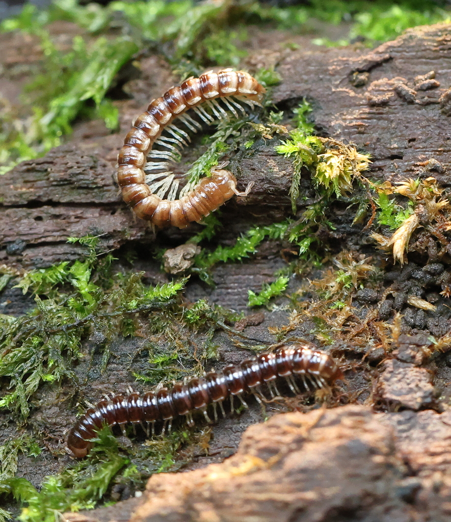 Greenhouse Millipede from Montgomery County, OH, USA on July 16, 2023 ...