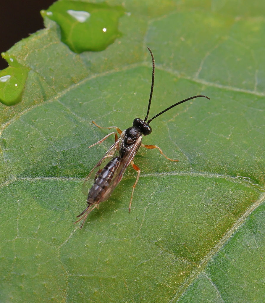 Ichneumonid and Braconid Wasps from Montgomery County, OH, USA on July ...