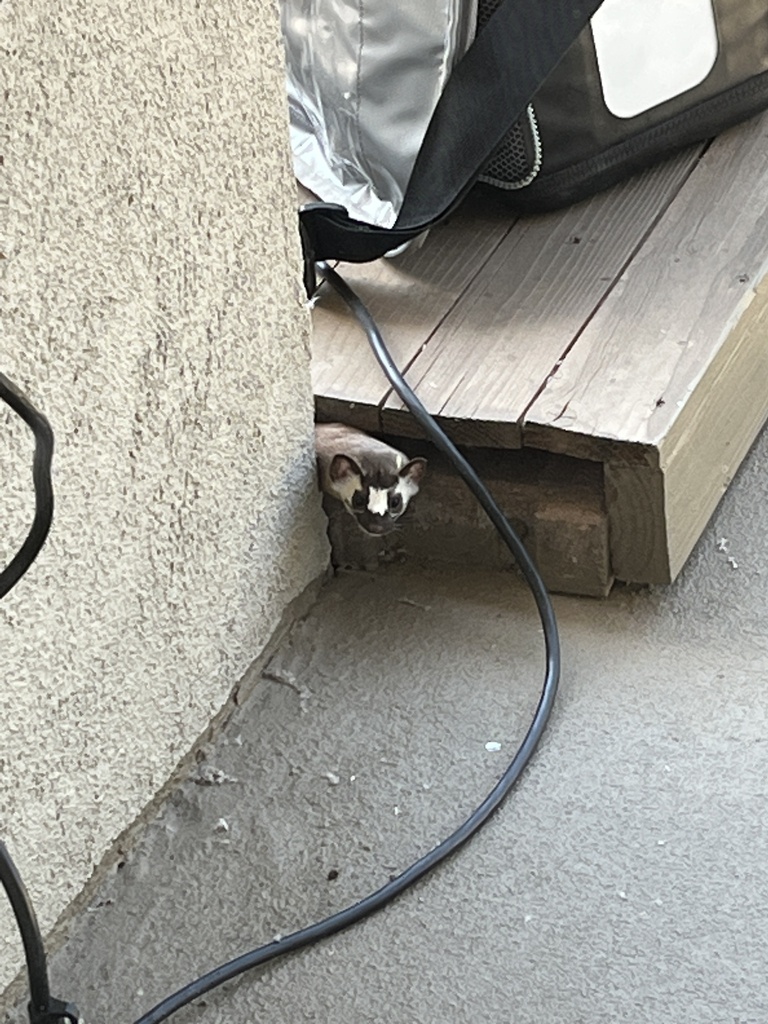 Long-tailed Weasel from Foothill Rd, Santa Barbara, CA, US on July 16 ...