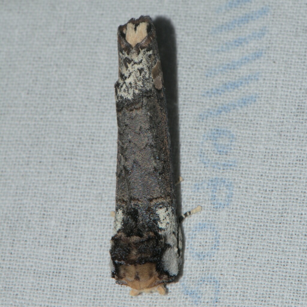 Phalera parivala from Sarmoli Village, Munsiari, Pithoragarh ...