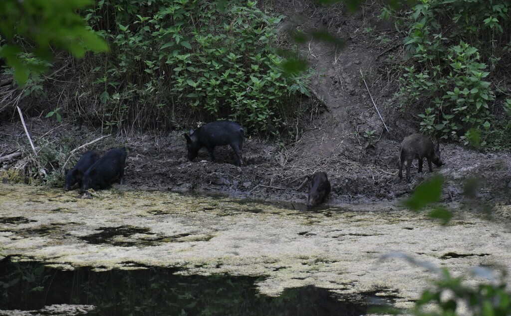 Wild Boar in July 2023 by Mike Farley. Wild Boar Juniper Oak woodland ...