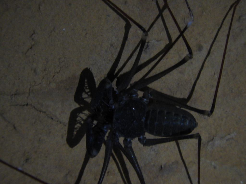 Acanthophrynus coronatus from Acatita, Sin., México on January 5, 2019 ...