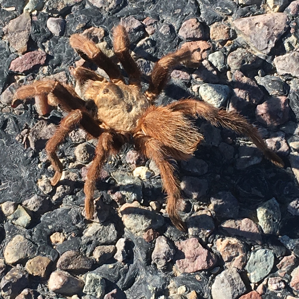 Texas Brown Tarantula from FM 170, Marfa, TX, US on January 2, 2019 at ...