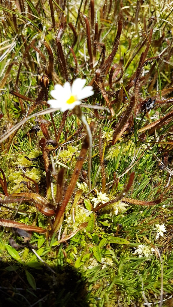 Mountain Daisy (Celmisia alpina) - Botanical Realm