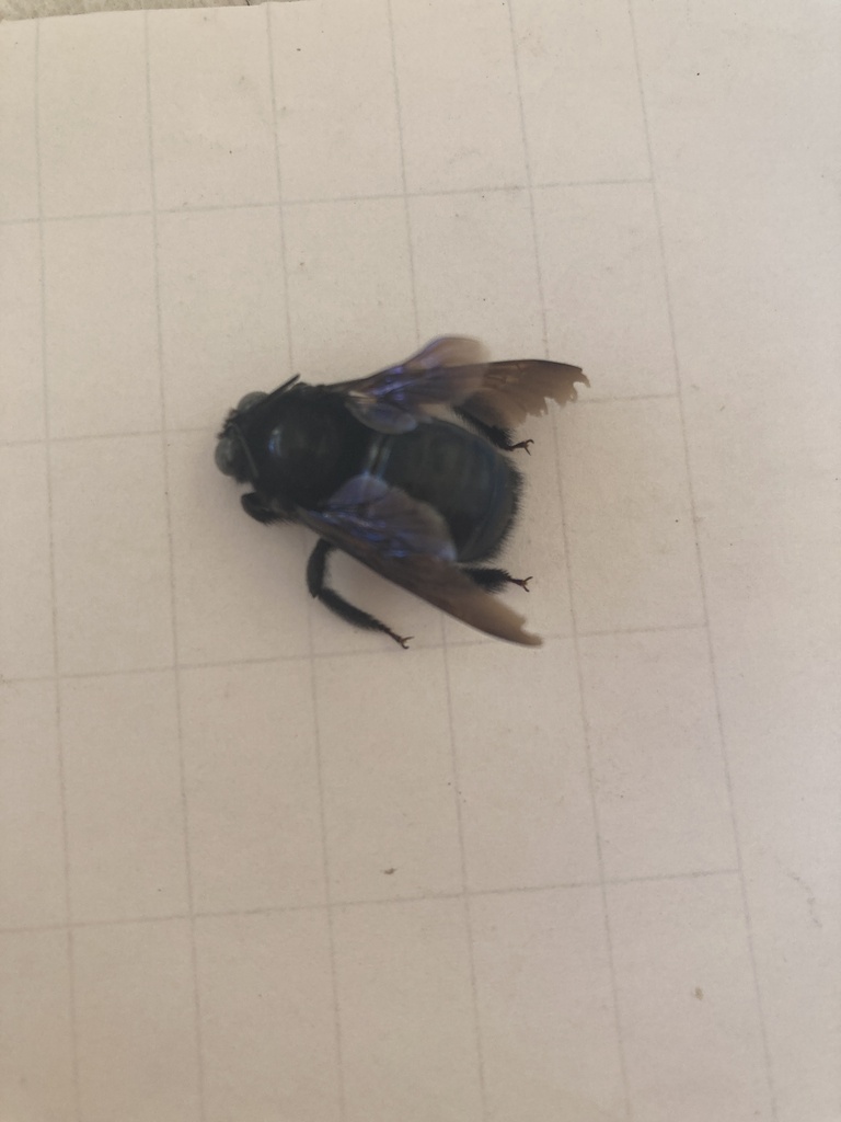 Arizona Carpenter Bee from La Paz, BCS, MX on July 16, 2023 at 11:34 AM ...