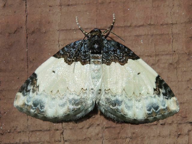 White-ribboned Carpet Moth from Ward Pound Ridge - Michigan Rd ...