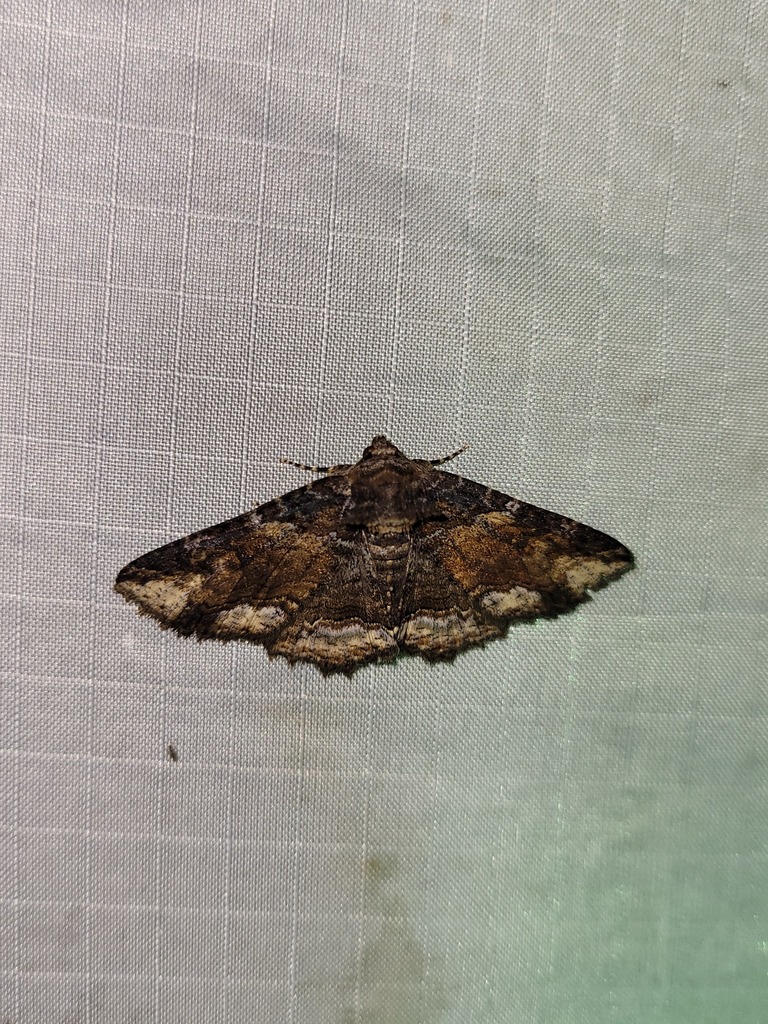 Colorful Zale Moth from Ward Pound Ridge, Westchester, New York, United ...