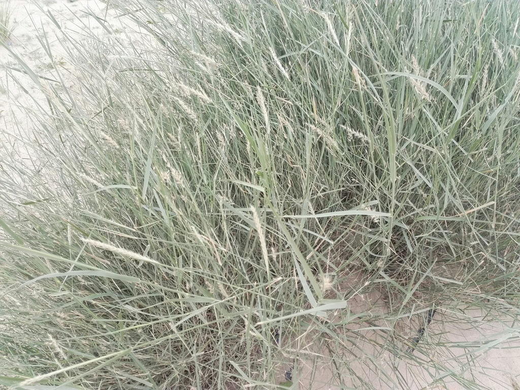 Pennisetum divisum (Plants of Saudi Arabia) · iNaturalist