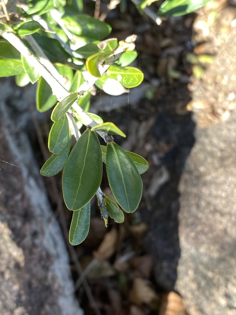 African cocatree from Kruger National Park, Bushbuckridge, MP, ZA on ...