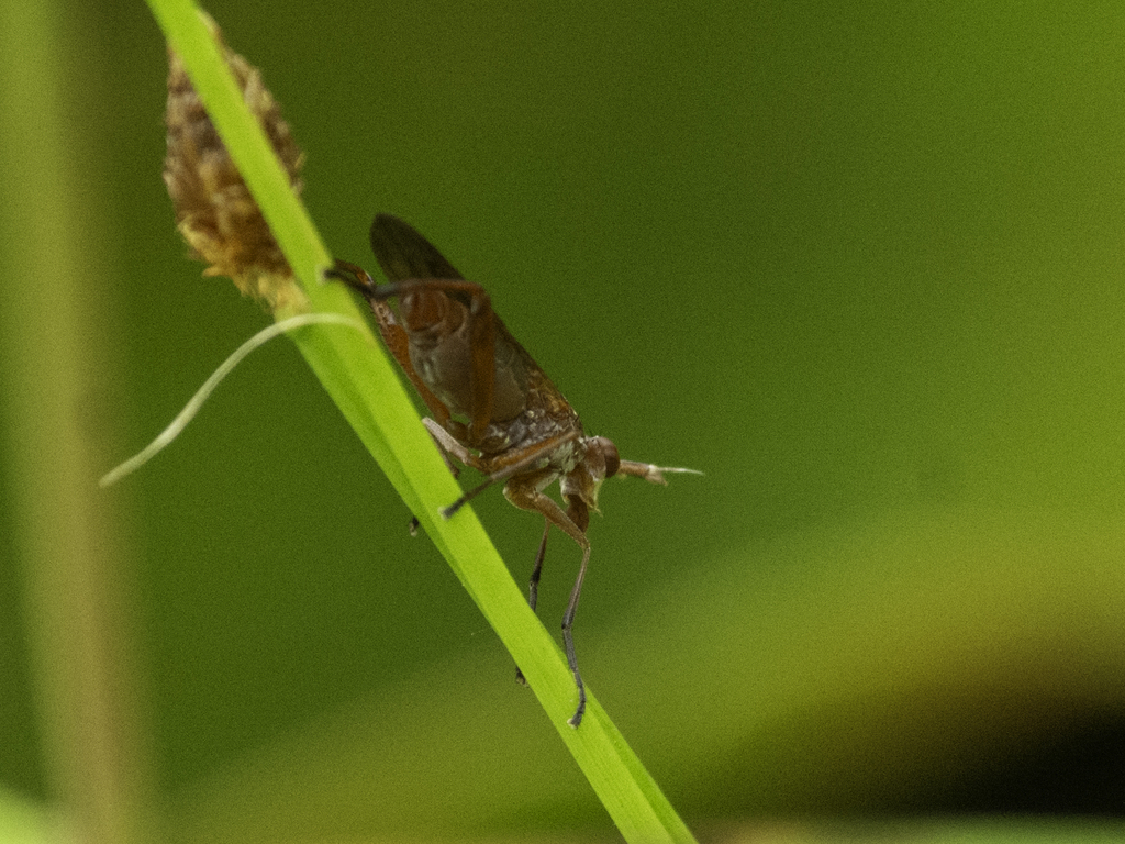 Snail-killing Flies from Hocking County, OH, USA on July 15, 2023 at 01 ...