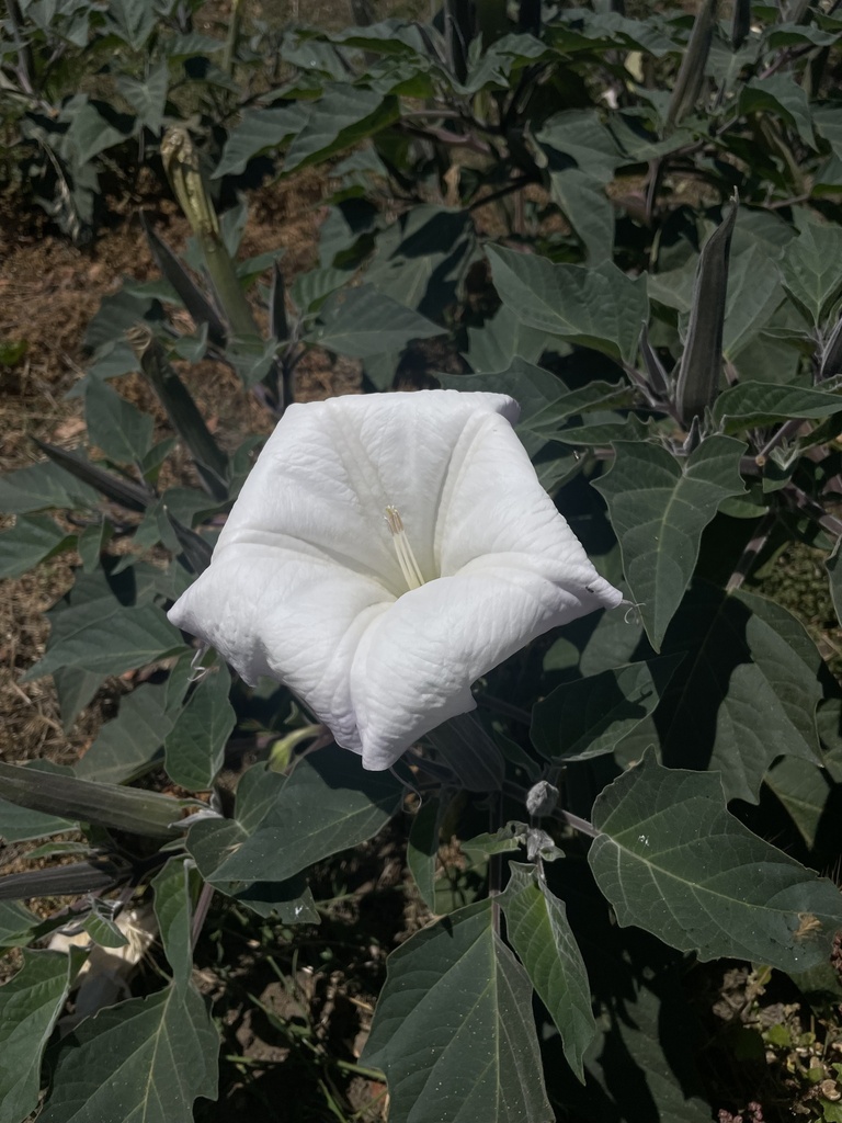 Sacred Datura from Obern Trail, Santa Barbara, CA, US on July 16, 2023 ...