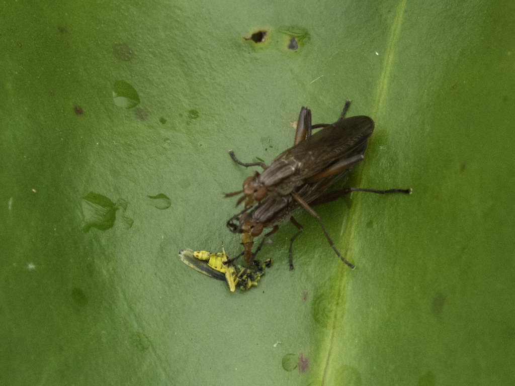 Snail-killing Flies from Hocking County, OH, USA on July 15, 2023 at 01 ...