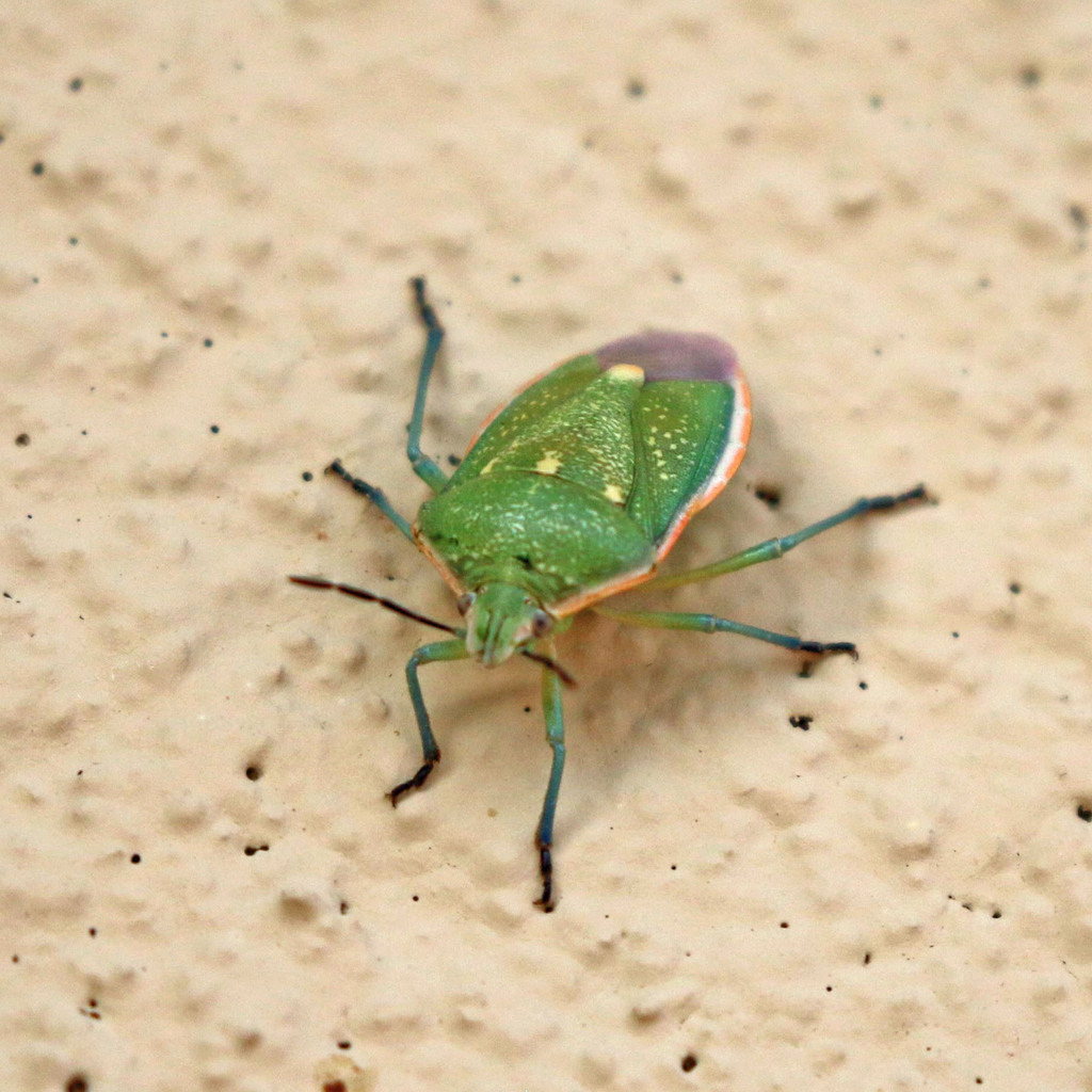 Say's Stink Bug from Canoa Ranch, AZ, USA on July 12, 2023 at 08:32 AM ...