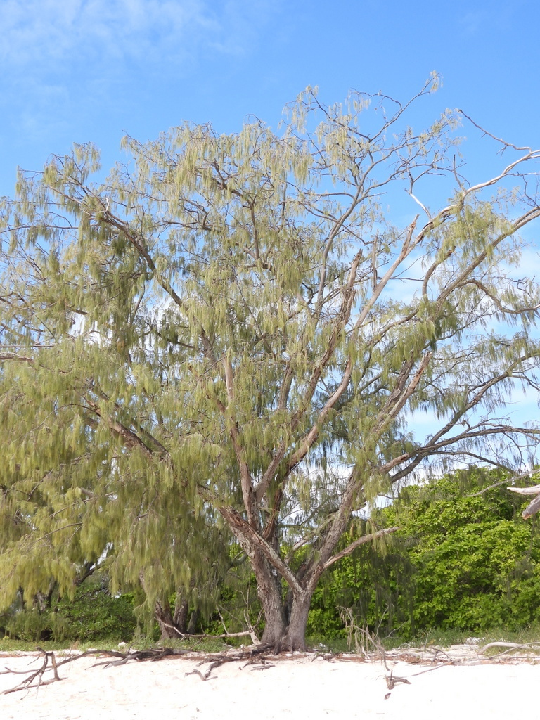 Beach Sheoak from Gladstone, QLD, Australia on July 15, 2023 at 05:13 ...