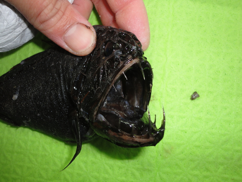 Fangtooth (Anoplogaster cornuta) - Marine Life Identification