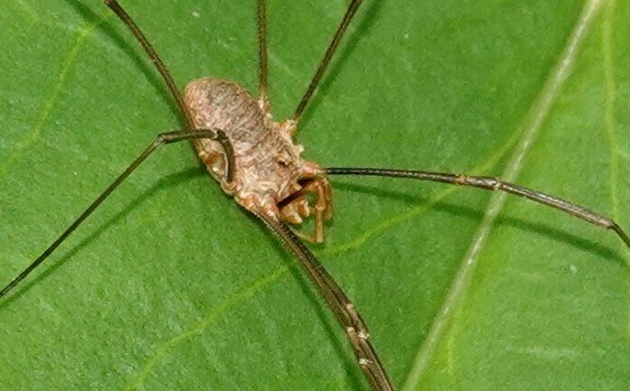 European Harvestman from 11 Seymour Ave, Toronto, ON M4J 3T3, Canada on ...