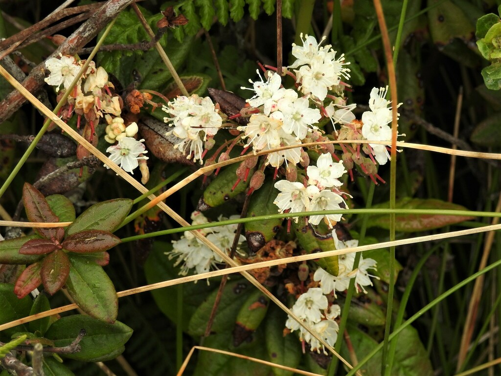 Western Labrador Tea from California, USA on July 10, 2023 at 10:21 AM ...