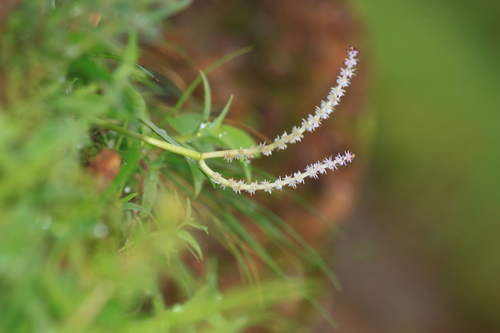 Aponogeton satarensis · iNaturalist