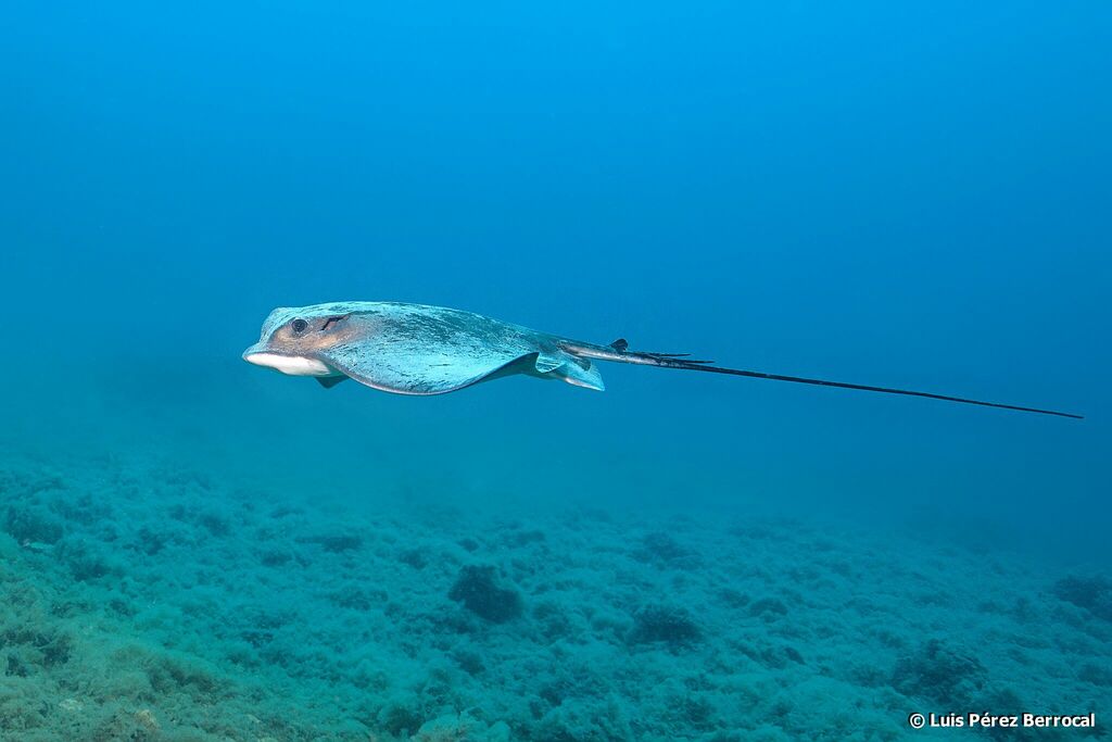 Common Eagle Ray in June 2023 by Luis P. B. · iNaturalist