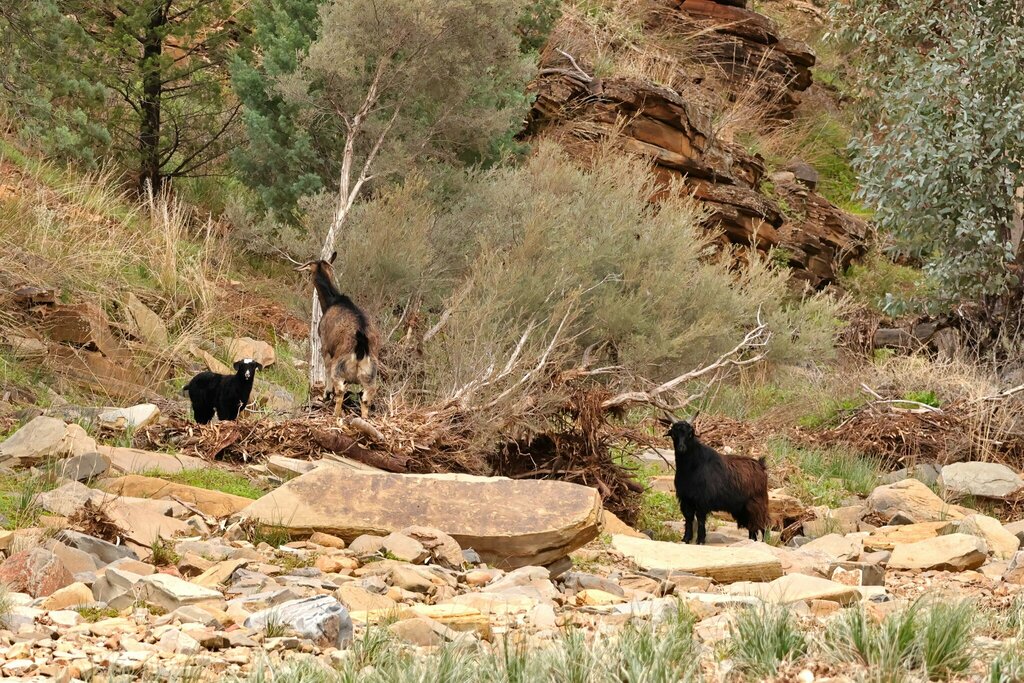 Domestic Goat from Willow Springs SA 5434, Australia on July 2, 2023 at ...