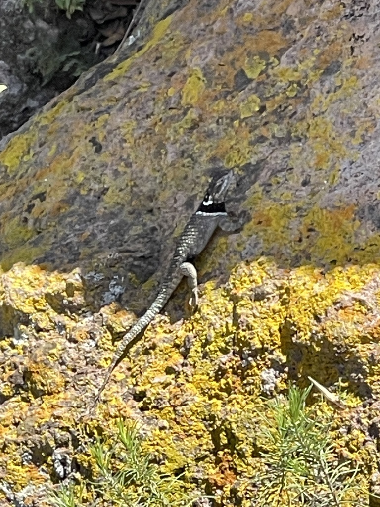 Lizards from San Juan del Río, Querétaro, MX on July 16, 2023 at 10:33 ...