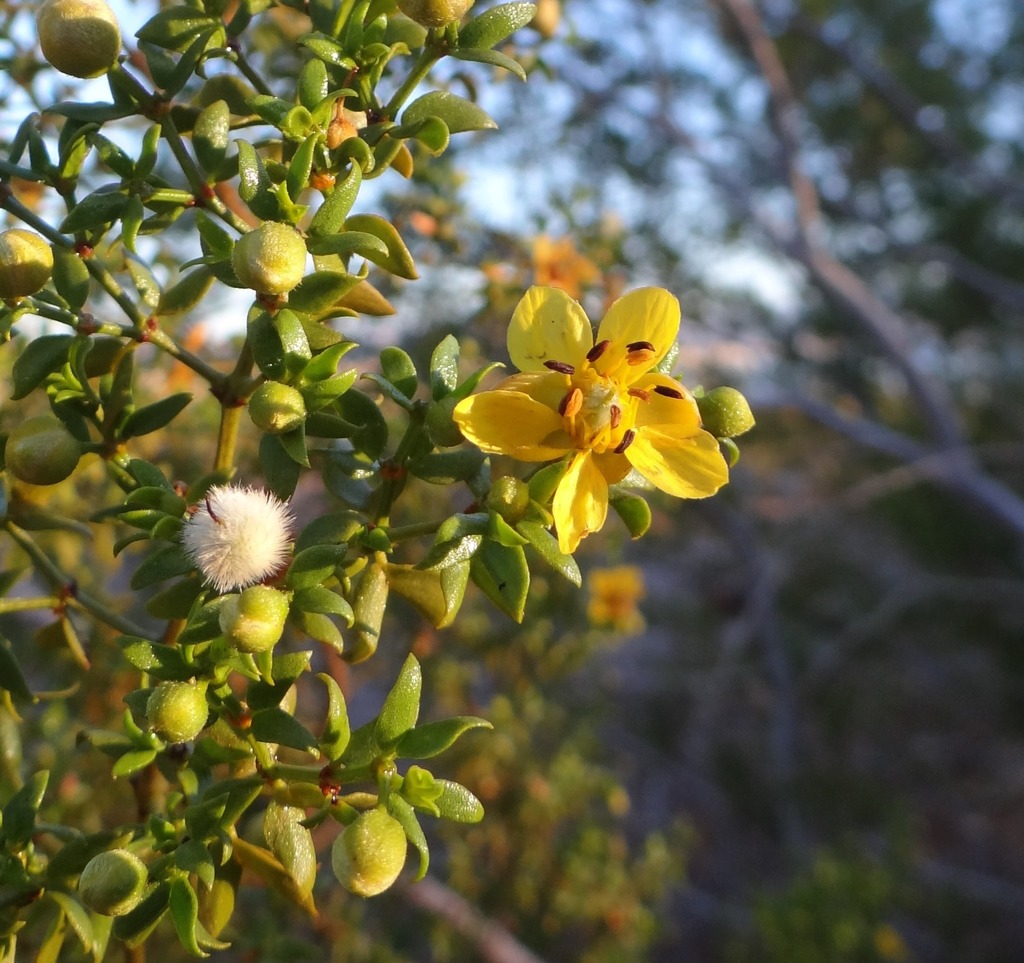 Creosote Bush (Plants of Lake Mead National Recreation Area) · iNaturalist