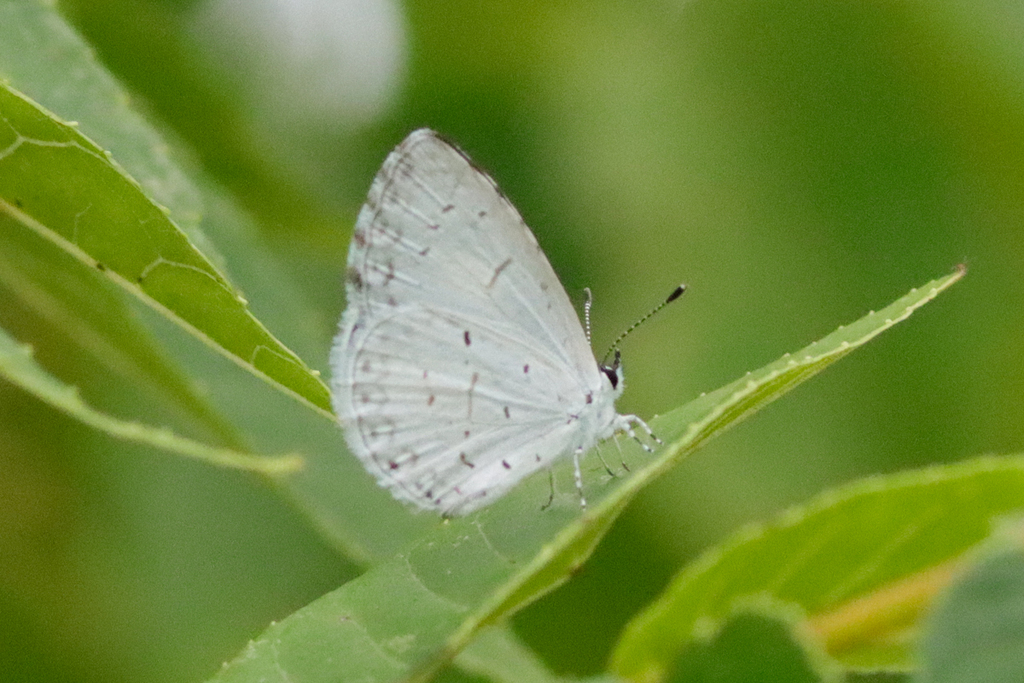 Summer Azure from Oregon County, MO, USA on July 9, 2023 at 08:49 AM by ...