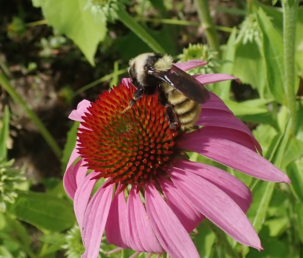 White-shouldered Bumble Bee from Okanogan County, WA, USA on July 16 ...