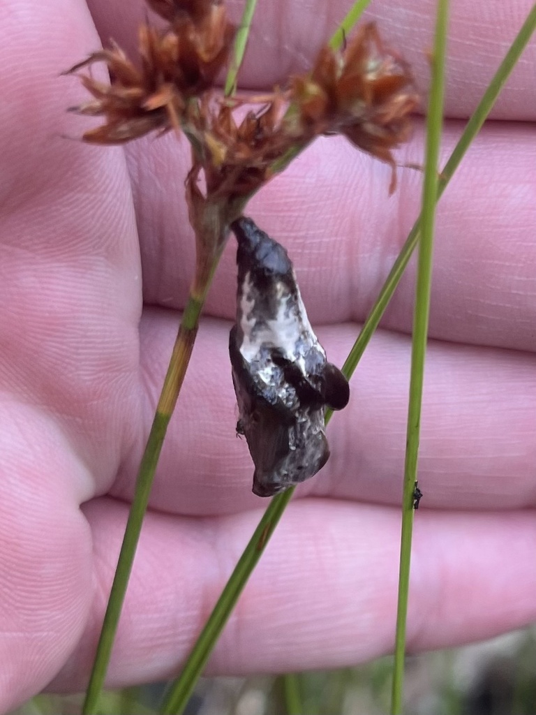 Butterflies and Moths in July 2023 by wetlandfan · iNaturalist