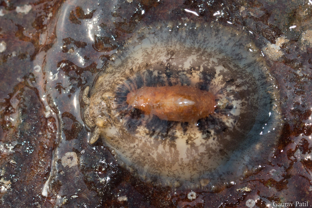 Hoof-shield limpet from Maharashtra, IN on December 31, 2017 at 04:08 ...
