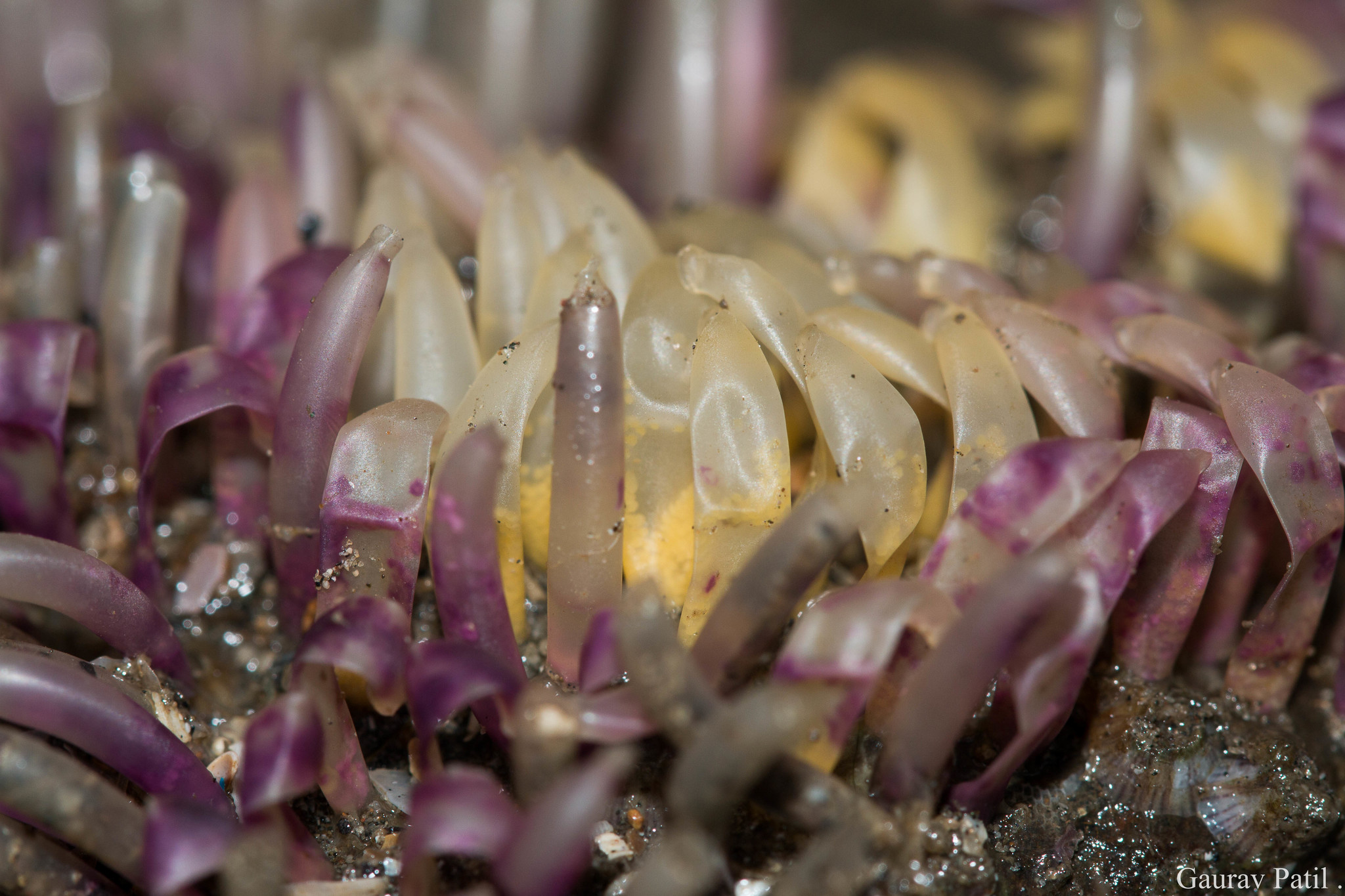 Indothais lacera (Born, 1778)