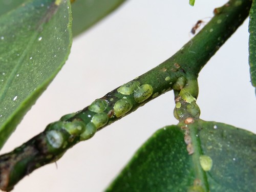 Green Coffee Scale (Coccus viridis) · iNaturalist