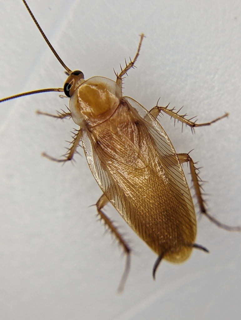 North American Wood Cockroaches from Txdot Tract, Sugar Land, TX 77479 ...