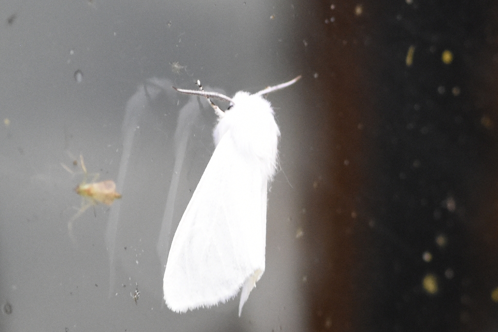 Fall Webworm Moth from Bridgeport, NE 69336, USA on July 8, 2023 at 04: ...
