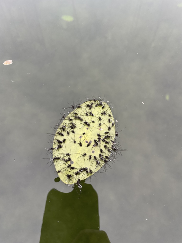 Metrobates hesperius from George Lake, Killarney, ON, CA on July 16 ...