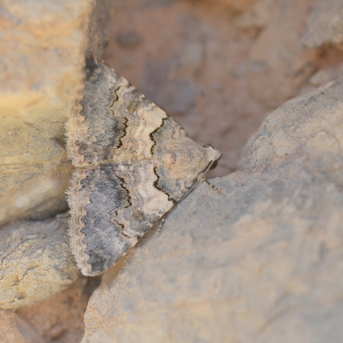 Tytroca dispar · NaturaLista Colombia