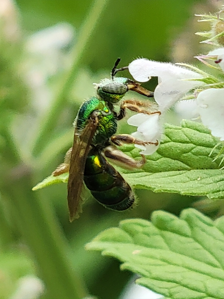 Striped Sweat Bees in July 2023 by Davis Harder · iNaturalist
