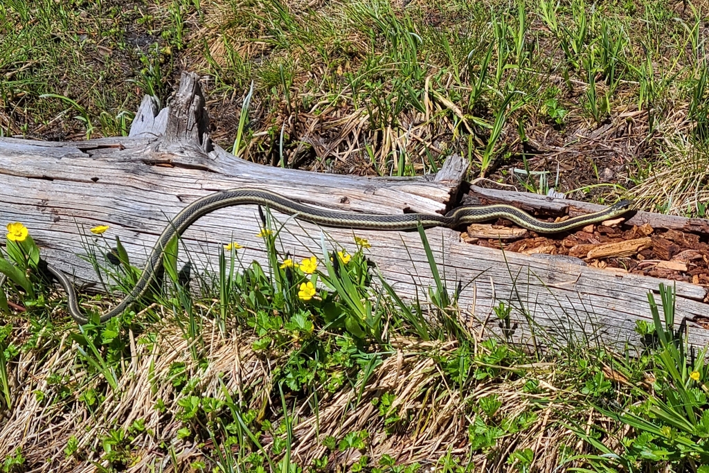 Valley Garter Snake from Todd Lake Deschutes County, OR, USA on June 22 ...