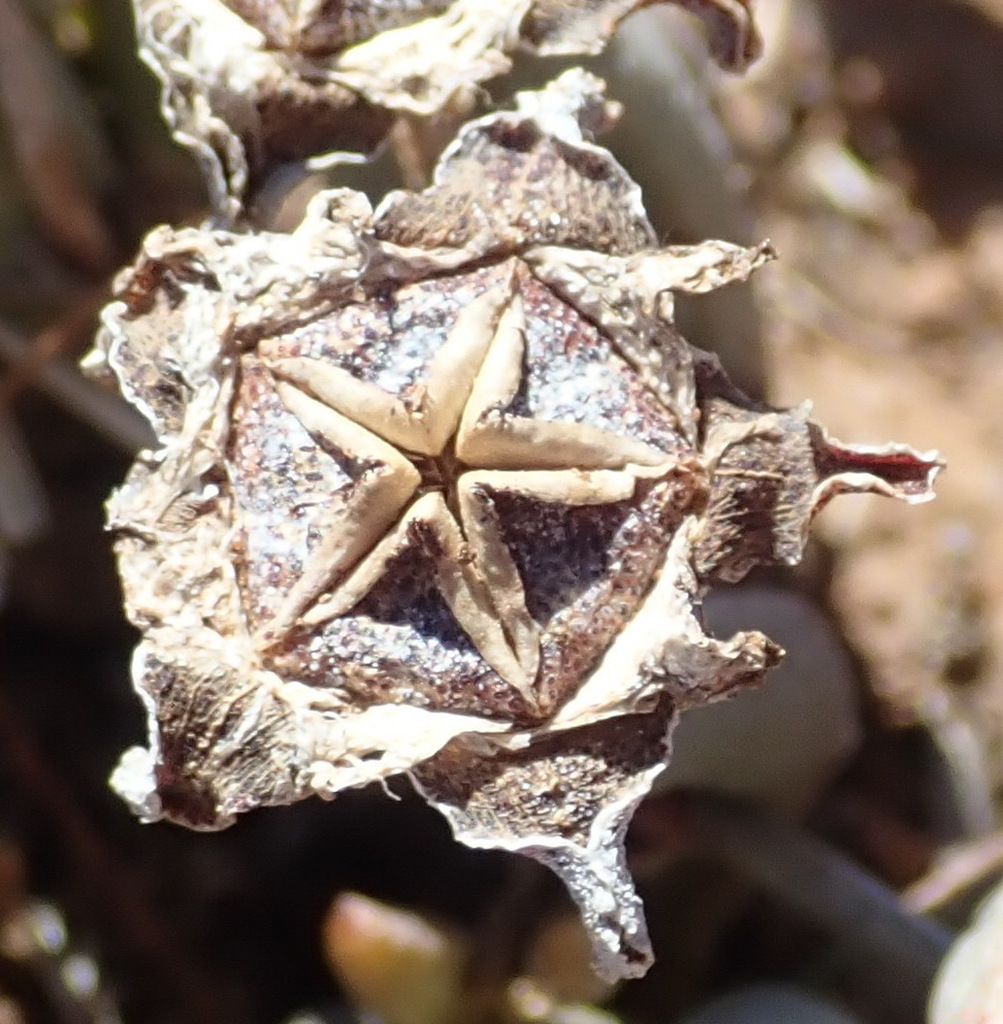 Hereroa glenensis from Roderick Hill, Mangaung, Free State, South ...