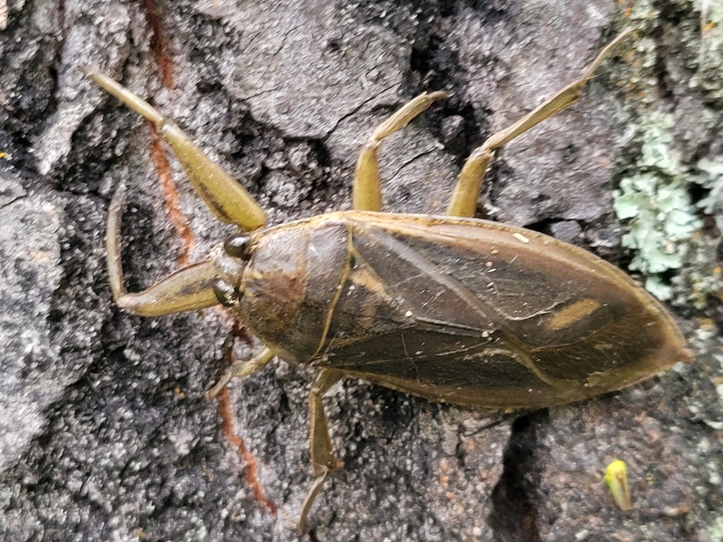 American Giant Water Bug from Queen Elizabeth Provincial Park on July ...