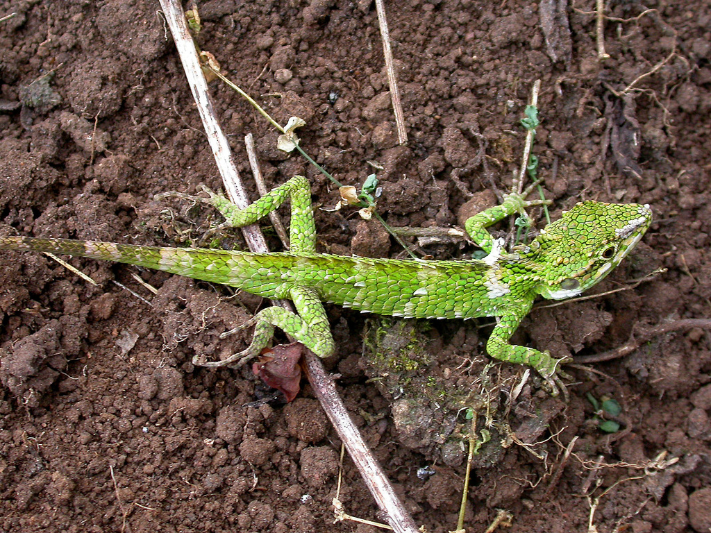 Crested Lizard from Kerinci seblat on August 11, 2004 by David Renoult ...