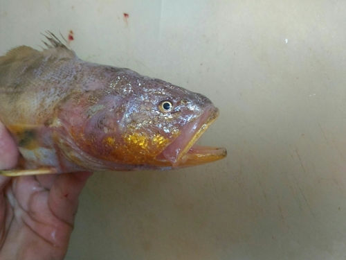 Nebris microps · Naturalista Costa Rica