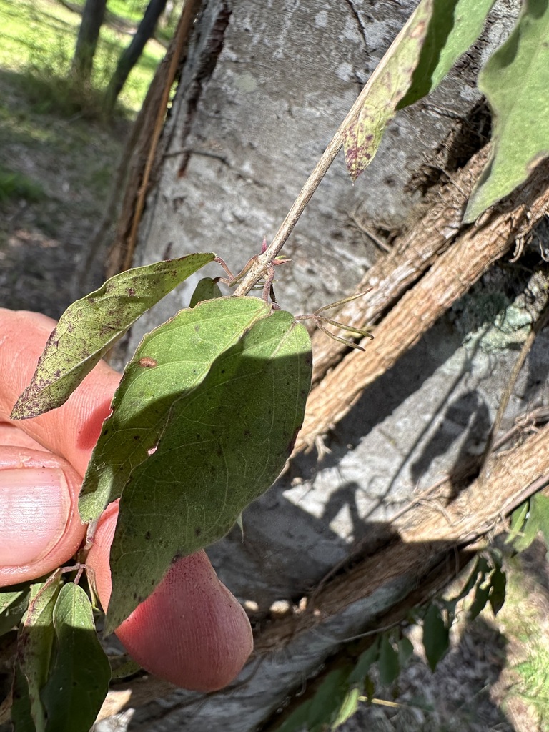 Catclaw vine in July 2023 by cwelden_ecp · iNaturalist